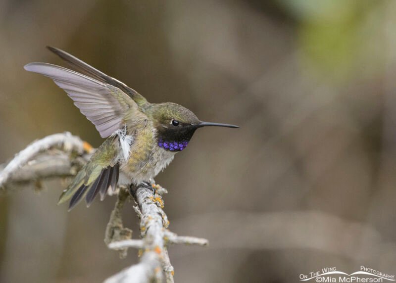 Black-chinned Hummingbird lifting his wings – Mia McPherson's On The ...