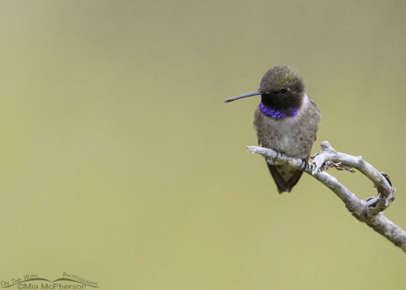 Black-chinned Hummingbird male showing his gorget – Mia McPherson's On ...