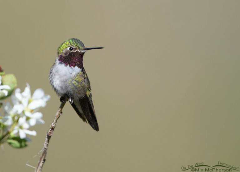 Broad-tailed Hummingbird Male Flashing His Gorget - Mia McPherson's On ...