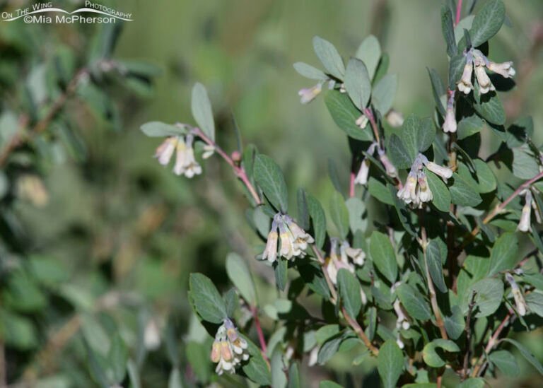 Roundleaf Snowberry In Bloom - Mia McPherson's On The Wing Photography