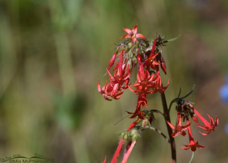 Blooming Scarlet Gilia – On The Wing Photography