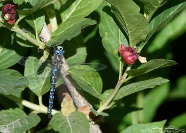 Mia McPherson's On The Wing Photography