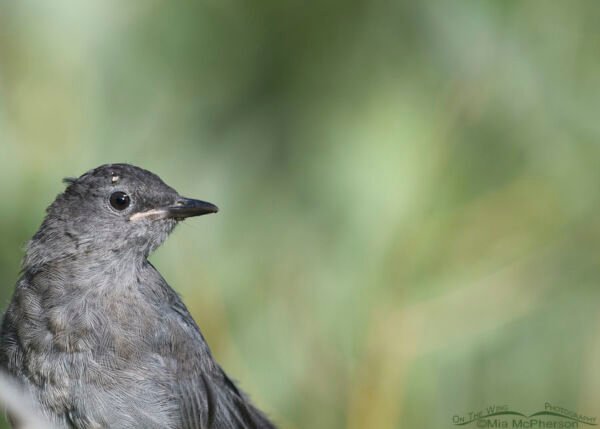 Gray Catbird Images - Mia McPherson's On The Wing Photography