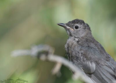 Close up young Gray Catbird – Mia McPherson's On The Wing Photography