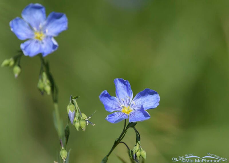 Lewis’s Flax in bud and bloom – Mia McPherson's On The Wing Photography