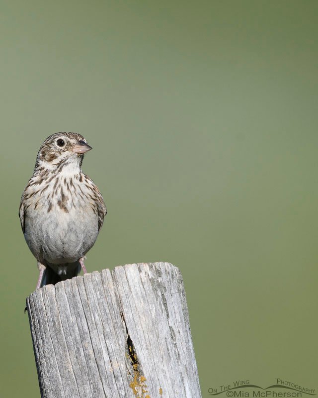 Summer Vesper Sparrow Photos - Mia McPherson's On The Wing Photography