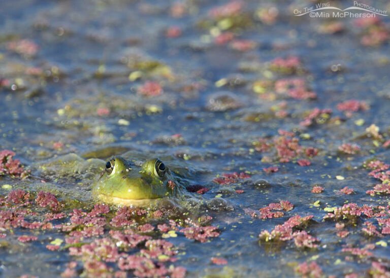 Recent American Bullfrog Images - Mia McPherson's On The Wing Photography