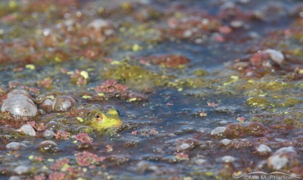 American Bullfrog and bubbles – Mia McPherson's On The Wing Photography