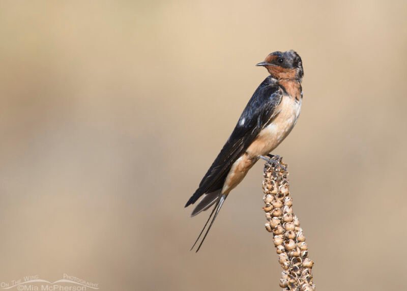 Swallow Images – Mia McPherson's On The Wing Photography