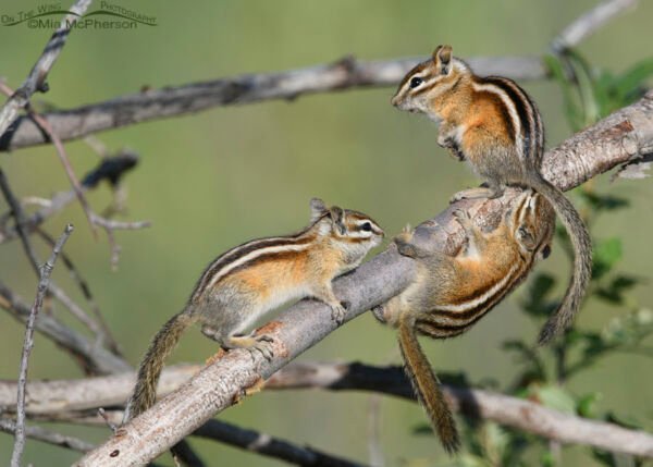 Three Least Chipmunks playing on a branch – Mia McPherson's On The Wing ...