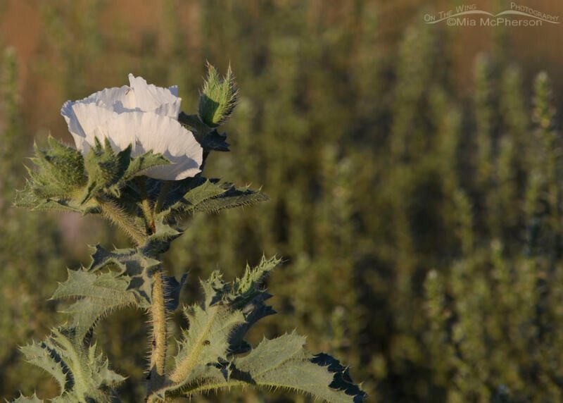 Fresh Prickly Poppy blossom – Mia McPherson's On The Wing Photography