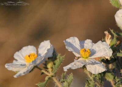 Blooming Prickly Poppies In The West Desert - On The Wing Photography