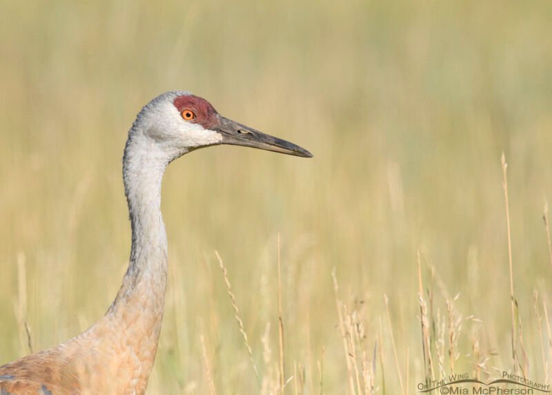 Sandhill Crane female portrait – Mia McPherson's On The Wing Photography