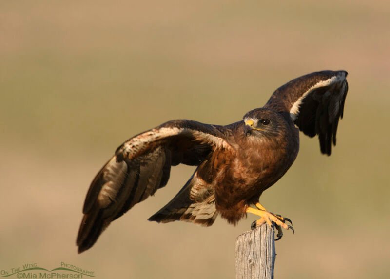Dark Morph Swainson’s Hawk Photos - Mia McPherson's On The Wing Photography