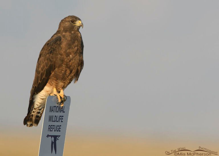 Dark Morph Swainson’s Hawk Photos - Mia McPherson's On The Wing Photography