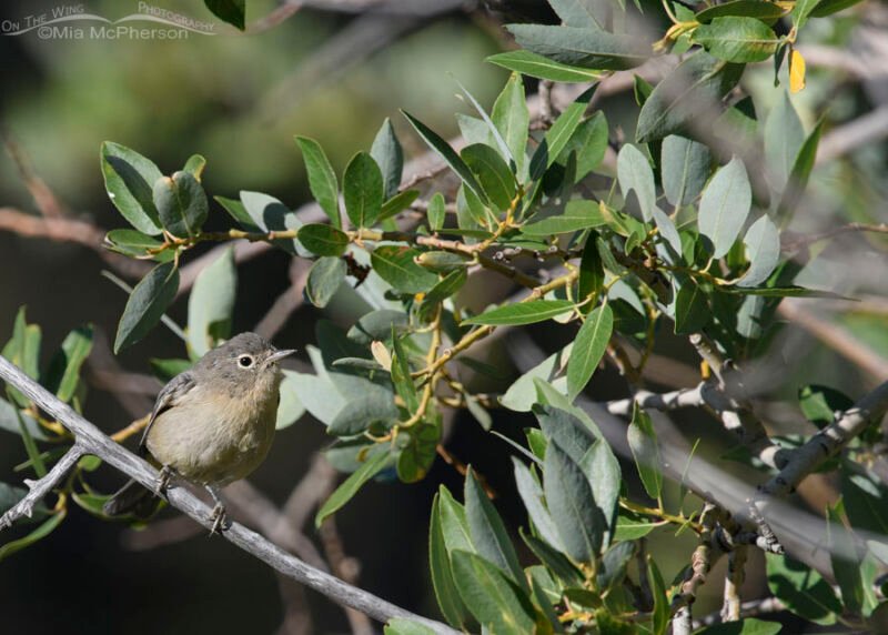 Young Virginia’s Warbler in a willow – On The Wing Photography