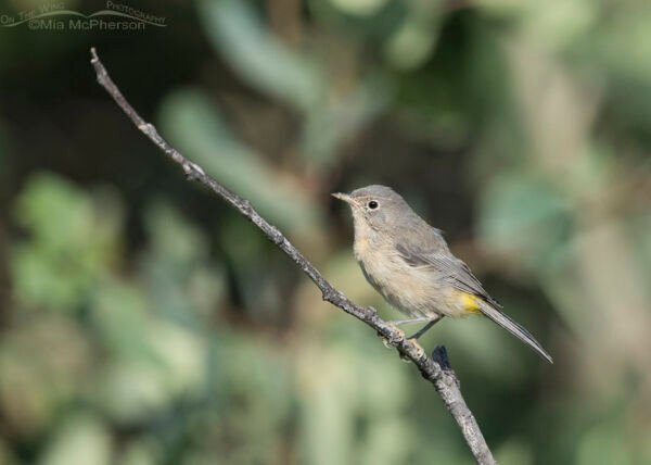 Virginia’s Warbler Images - Mia McPherson's On The Wing Photography