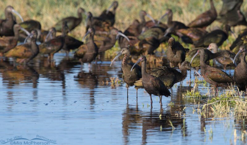 White-faced Ibis at Bear River MBR - Mia McPherson's On The Wing ...