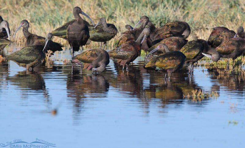 White-faced Ibis at Bear River MBR - Mia McPherson's On The Wing ...