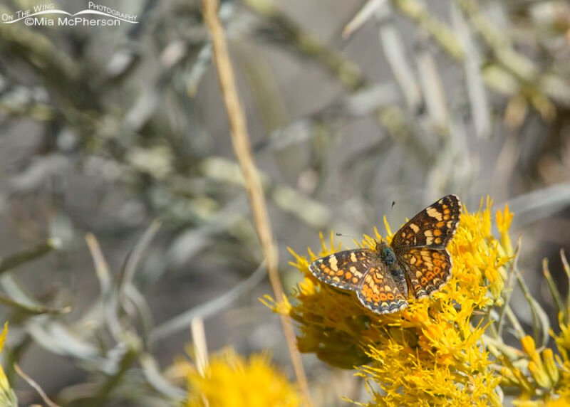 West Desert Butterfly Photos - Mia McPherson's On The Wing Photography