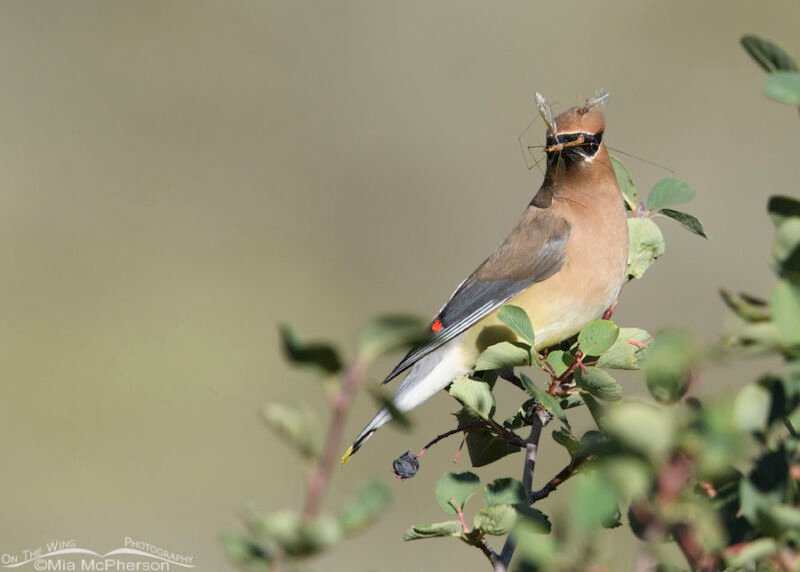 Adult Cedar Waxwing with a crane fly – Mia McPherson's On The Wing ...