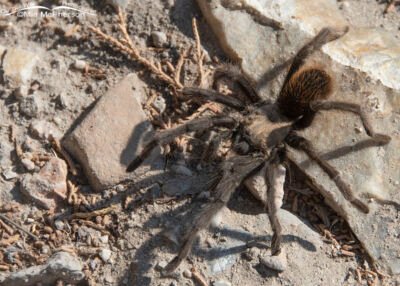 Male Desert Tarantula in Tooele County, Utah – Mia McPherson's On The ...