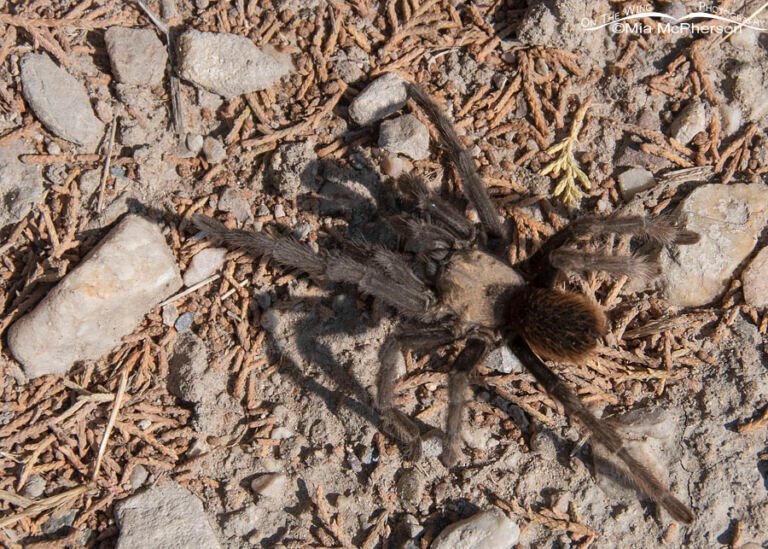 My First Desert Tarantula Sighting In Utah - Mia McPherson's On The ...