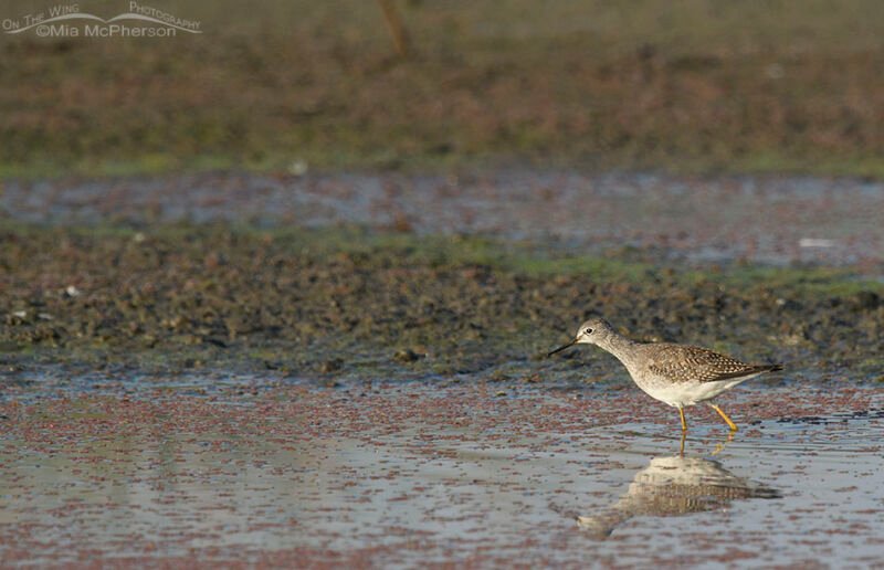 Foraging Lesser Yellowlegs – On The Wing Photography
