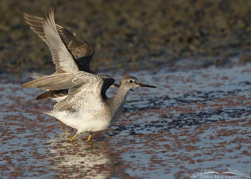 Lesser Yellowlegs Images - Mia McPherson's On The Wing Photography