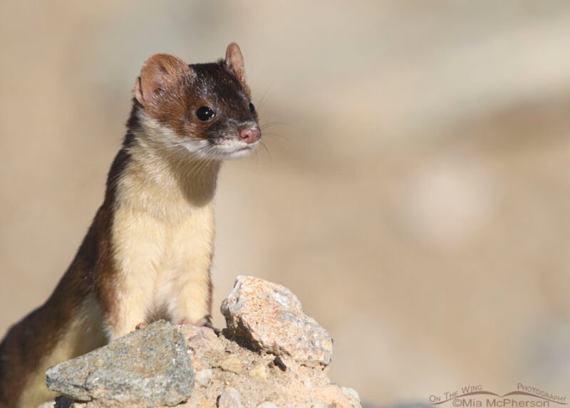 Long-tailed Weasel Close Up Photos - Mia McPherson's On The Wing ...
