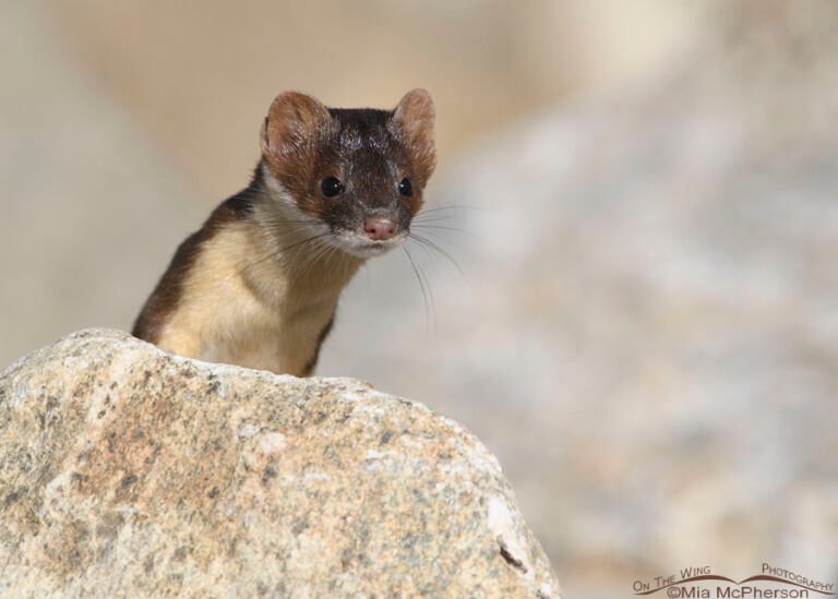 Long-tailed Weasel Close Up Photos - Mia McPherson's On The Wing ...