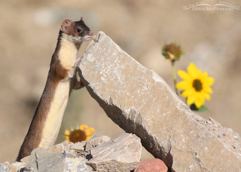 Long-tailed Weasel Close Up Photos - Mia McPherson's On The Wing ...
