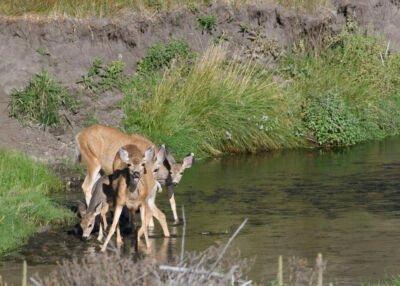 Tangled Mule Deer does and fawns – Mia McPherson's On The Wing Photography