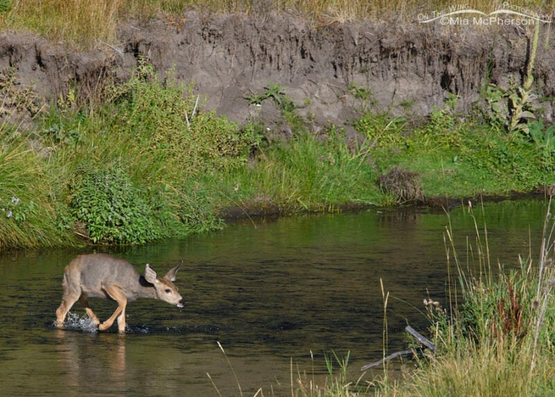 Mule Deer fawn crossing a creek – Mia McPherson's On The Wing Photography