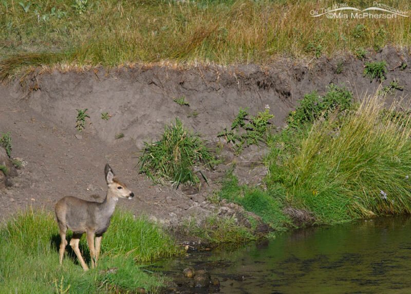 Mule Deer Images - Mia McPherson's On The Wing Photography
