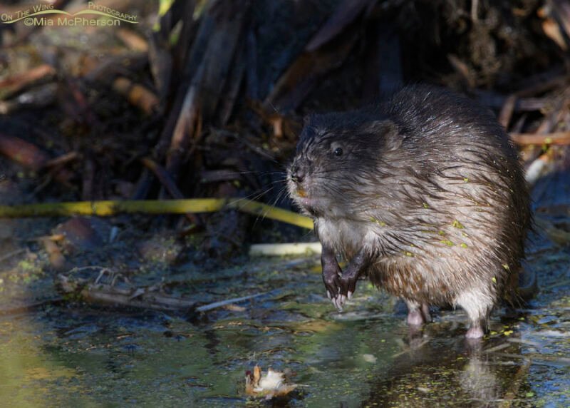 Muskrat In A Marsh - Mia McPherson's On The Wing Photography