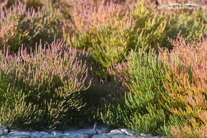 Pickleweed at Bear River MBR – Mia McPherson's On The Wing Photography