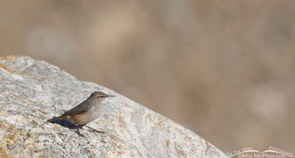 Rock Wren on a large boulder – Mia McPherson's On The Wing Photography