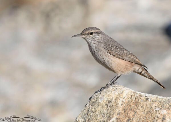 Serious looking Rock Wren – Mia McPherson's On The Wing Photography