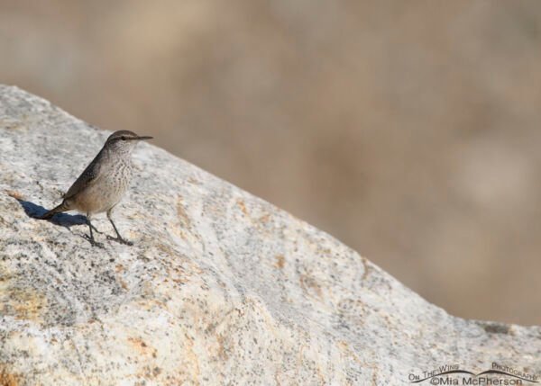 Rock Wren at Farmington Bay – On The Wing Photography