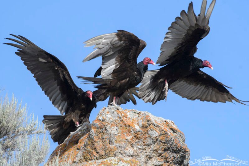 Turkey Vulture Images - Mia McPherson's On The Wing Photography