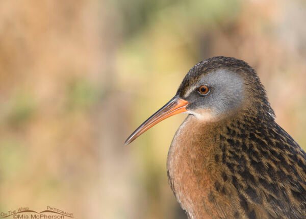 Adult Virginia Rail Portraits - Mia McPherson's On The Wing Photography