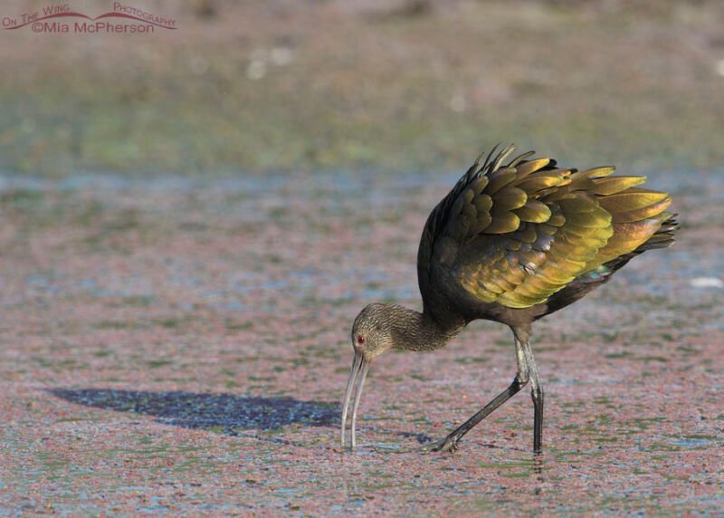 White-faced Ibis glowing in morning light – Mia McPherson's On The Wing ...