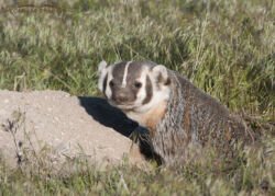 American Badger and Long-tailed Weasels - Mia McPherson's On The Wing ...