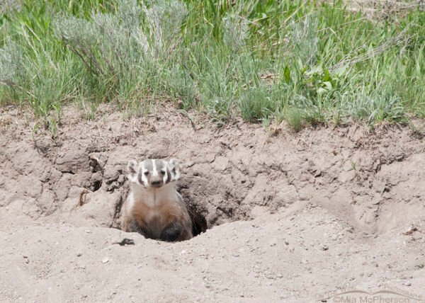 American Badger at its den – Mia McPherson's On The Wing Photography