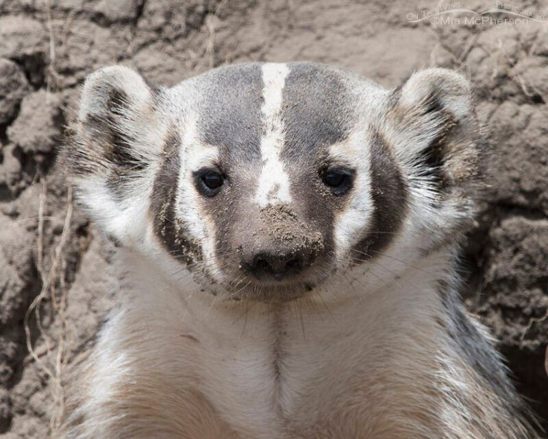 Portrait of American Badger Head On – Mia McPherson's On The Wing ...