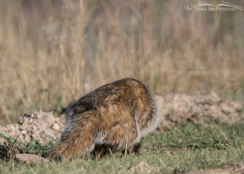 American Badger butt – Mia McPherson's On The Wing Photography
