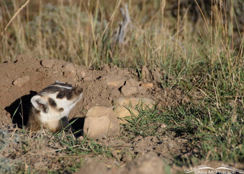 American Badger coming out of its burrow – Mia McPherson's On The Wing ...