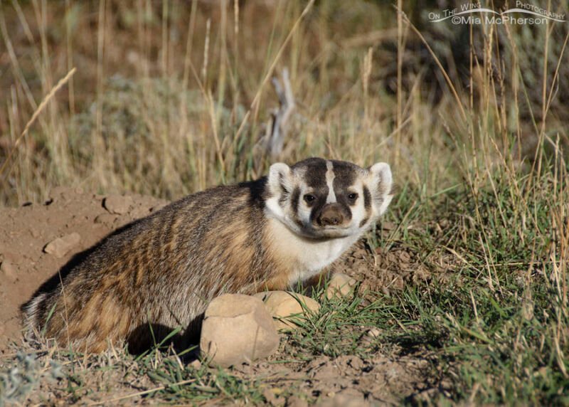 Head on look from an American Badger – Mia McPherson's On The Wing ...