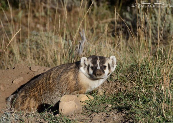 American Badger in the Wasatch Mountains – Mia McPherson's On The Wing ...